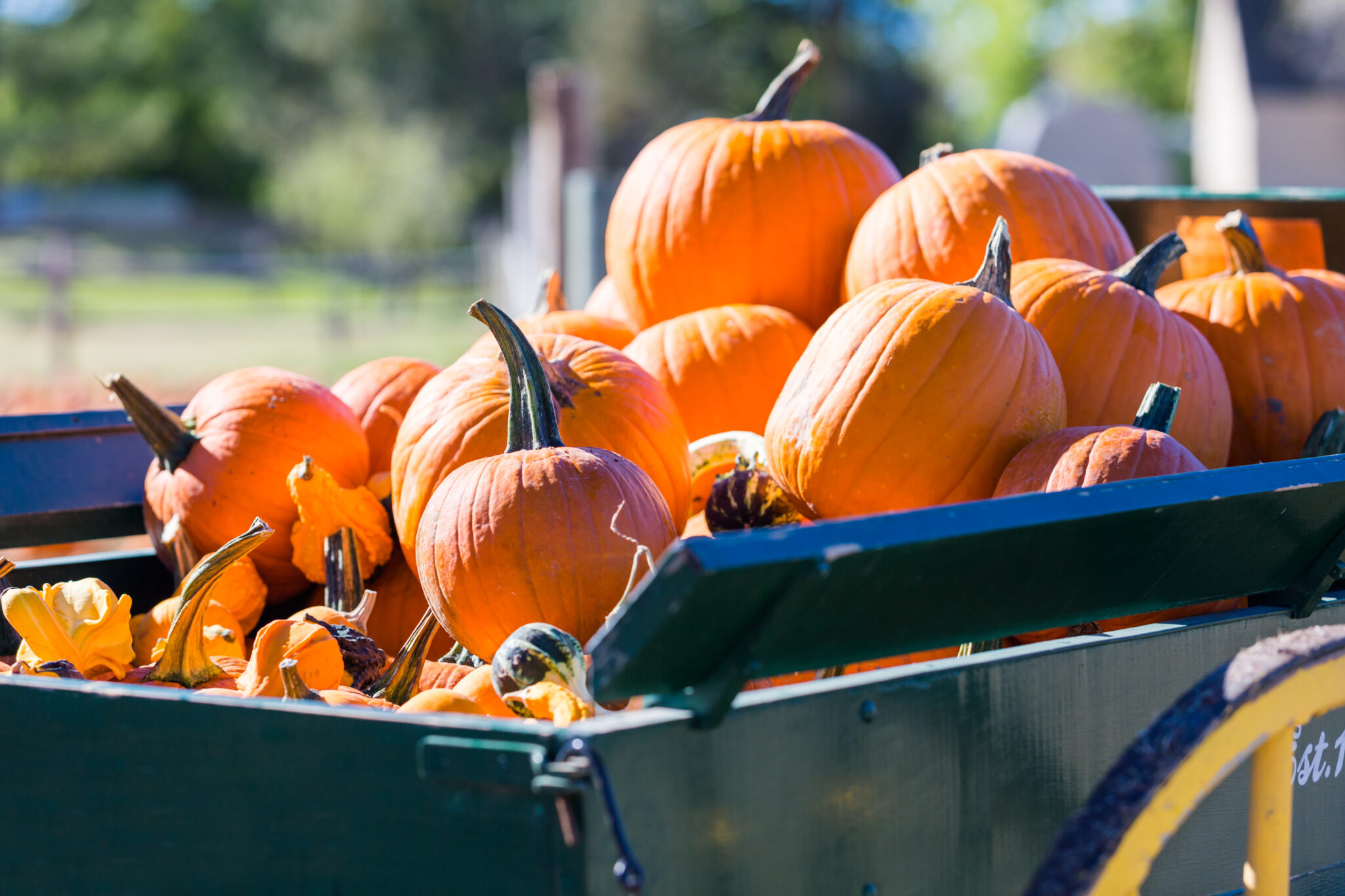 2023 Best Denver Pumpkin Patches » The Denver Housewife